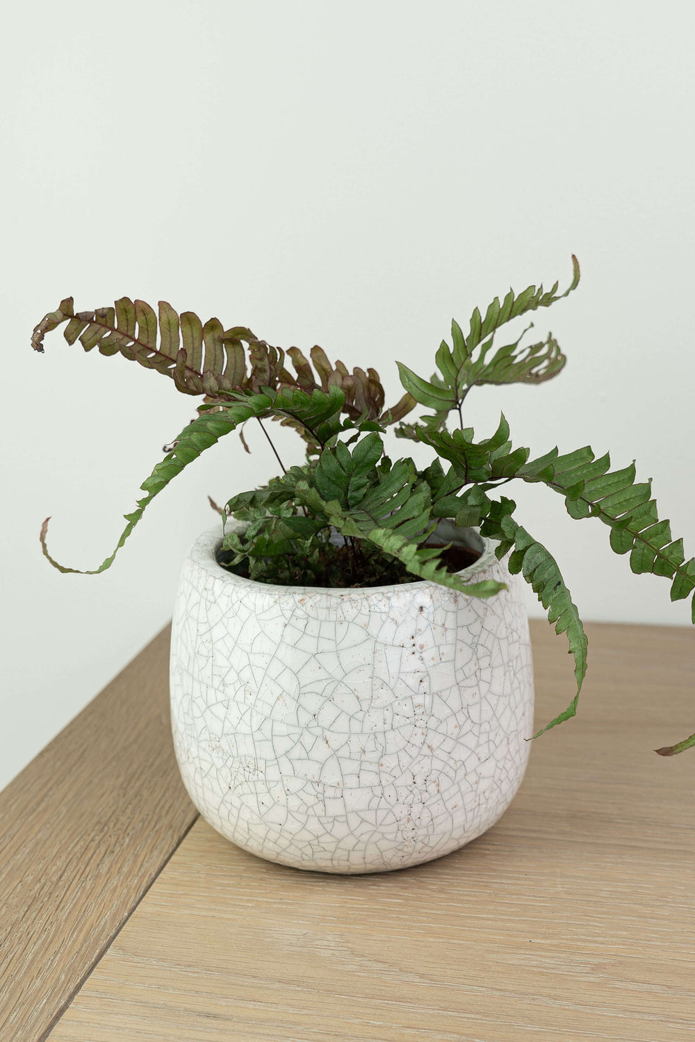 Amalfi Ceramic Indoor Plant Pot With Cracked Glaze